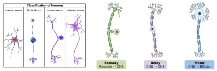 Science Rendezvous » Pipe Cleaner Neurons: Exploring the Structure of ...