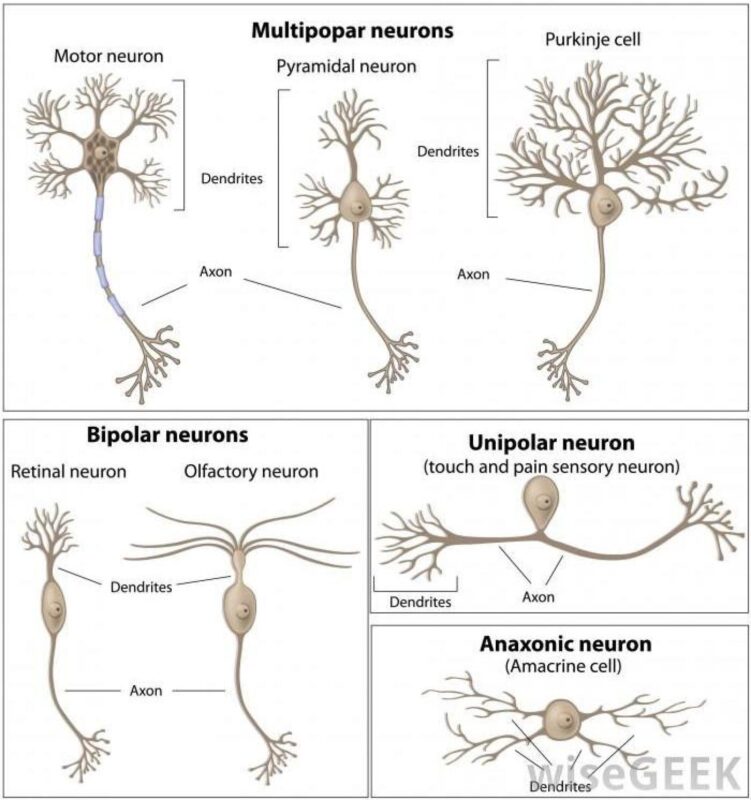 Science Rendezvous » Pipe Cleaner Neurons: Exploring the Structure of ...