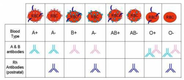 Science Rendezvous » Blood Typing: Exploring the Human Blood Systems ...
